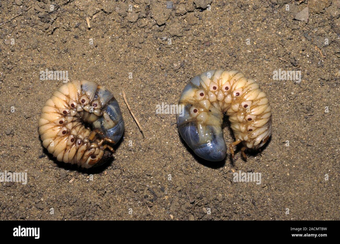 Dung beetle larvae (superfamliy Scarabaeoidea). Dung beetles lay their ...