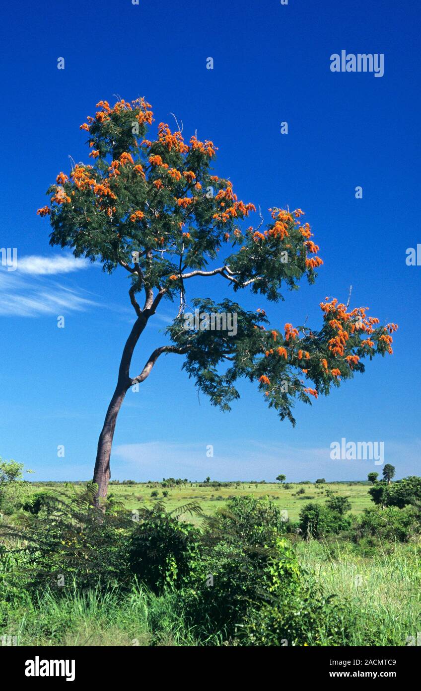 Coleville's glory tree (Colvillea racemosa) in flower. Photographed in ...