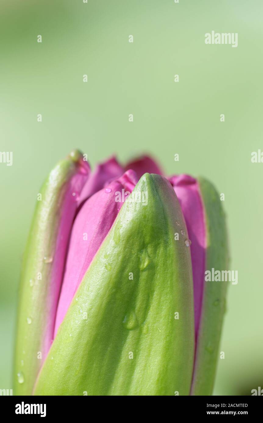 Lotus texture hi-res stock photography and images - Alamy