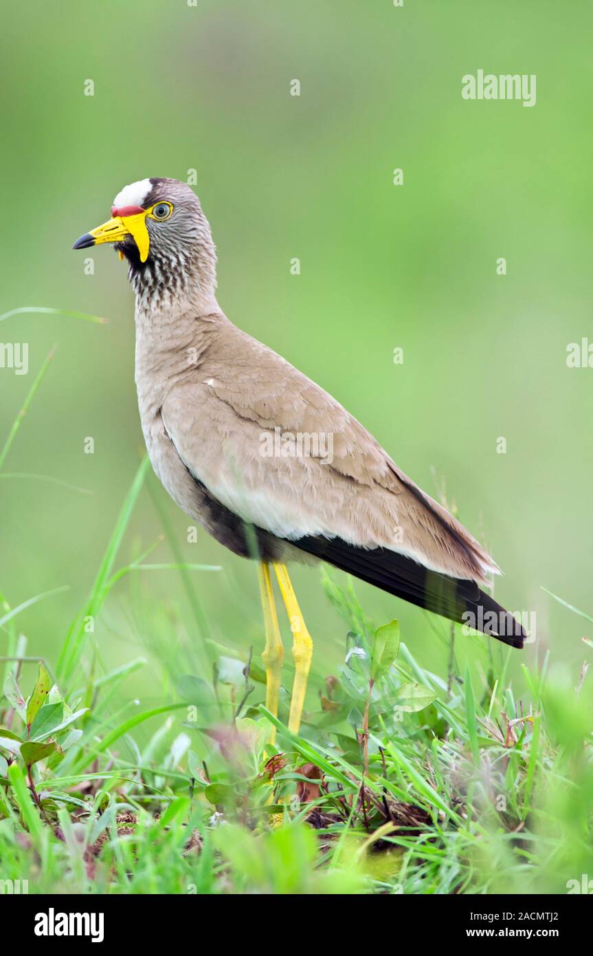 African wattled plover (Vanellus senegallus) on the ground ...