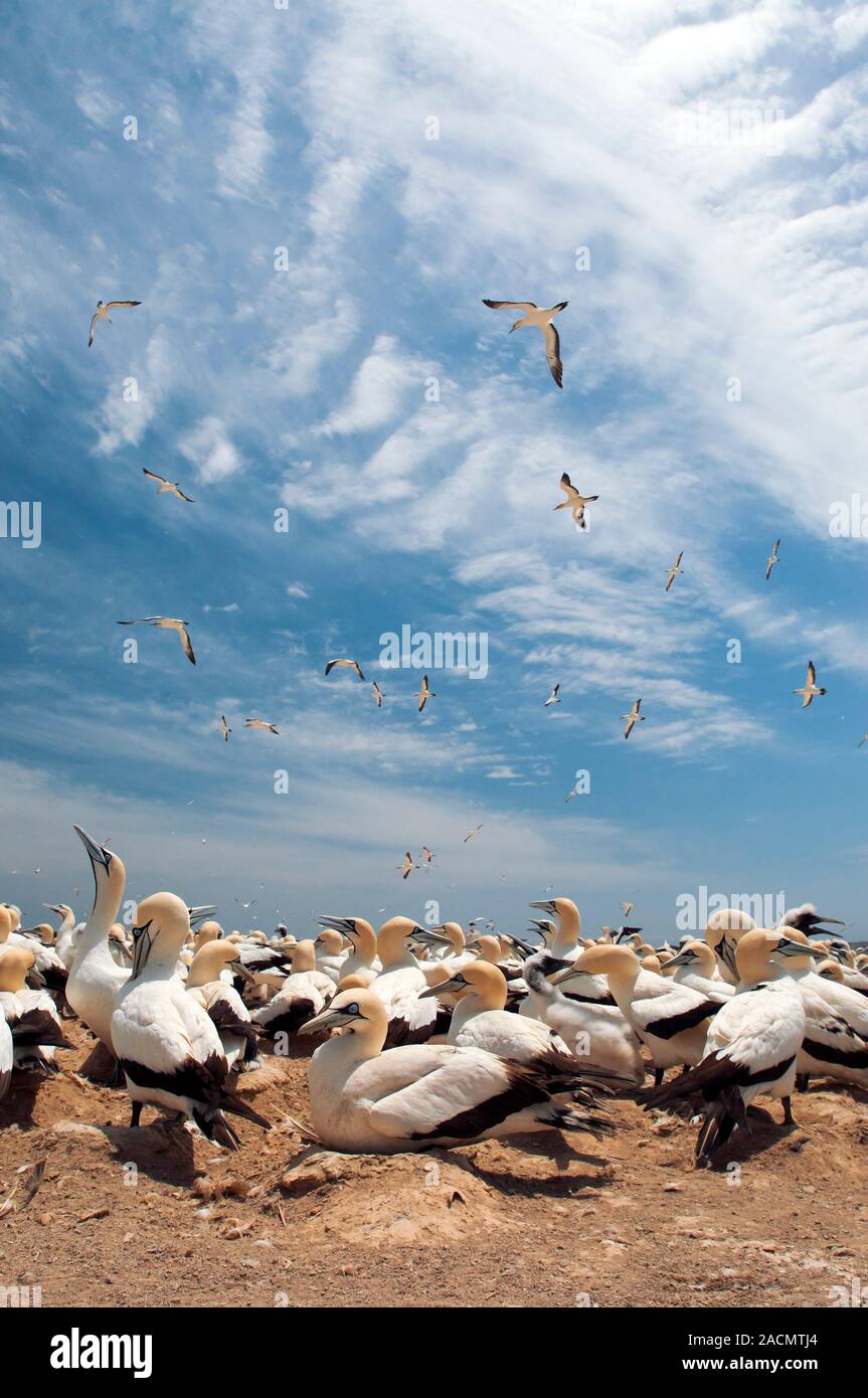 Cape gannet (Morus capensis) colony. These seabirds nest in colonies on ...