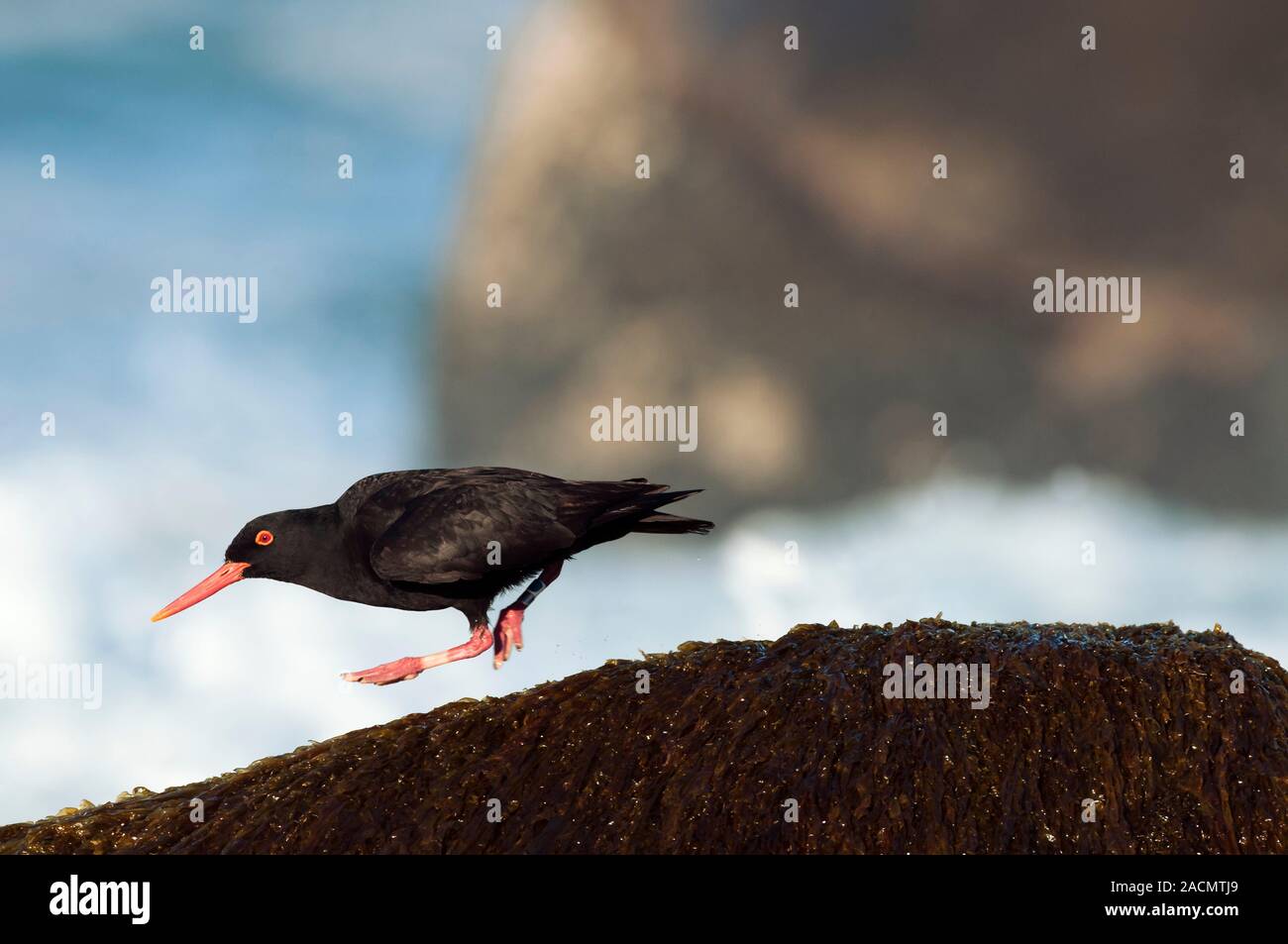 African black oystercatcher (Haematopus moquini) taking off ...