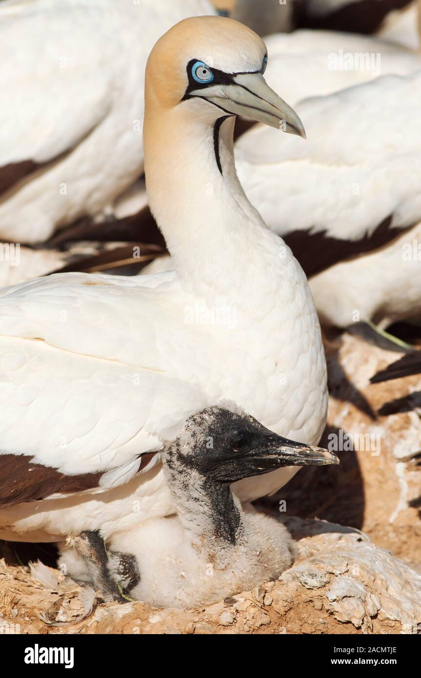 Cape gannet (Morus capensis) and chick. These seabirds nest in colonies ...