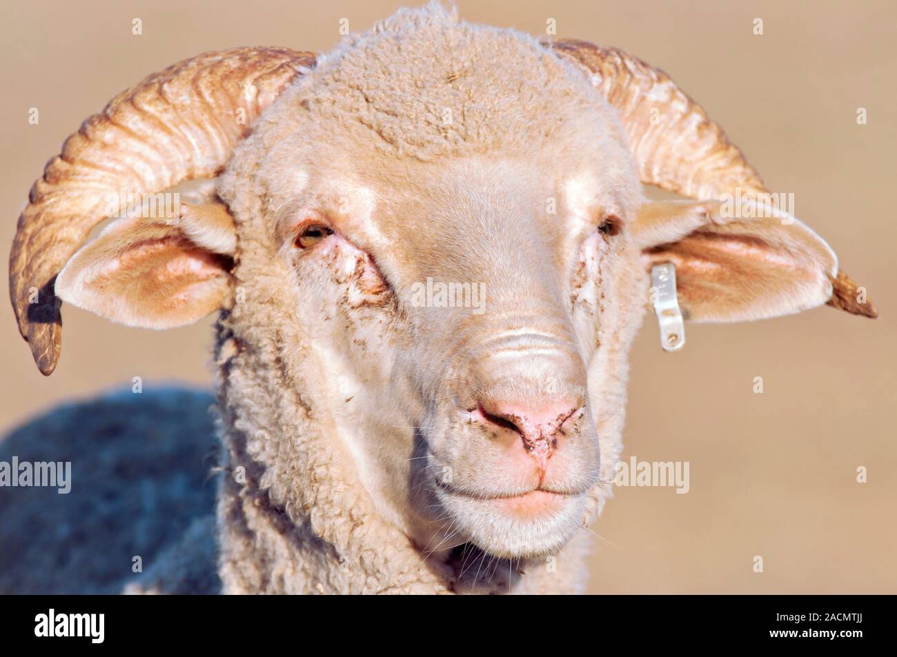 Merino sheep. Close-up of the head of a merino ram. Photographed in ...