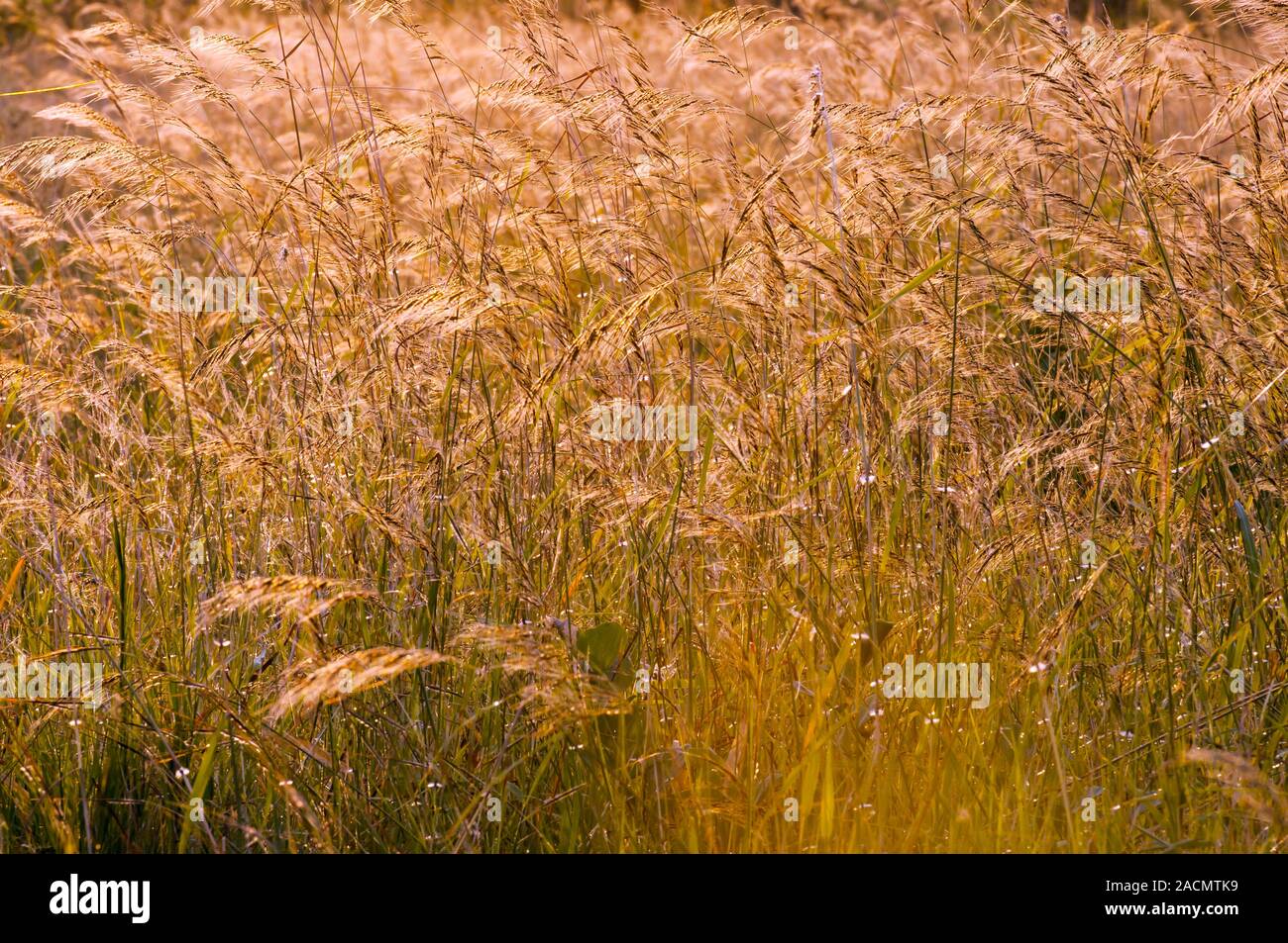 Seeding grassland. Close-up of seed-laden grasses in Kruger National ...