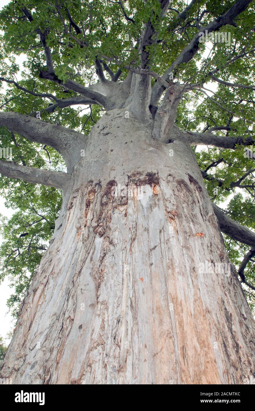Baobab (Adansonia digitata) tree. Photographed in Kruger National Park ...