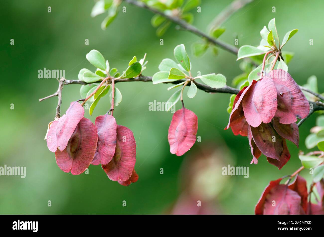 Bushwillow (Combretum sp.) seeds. Close-up of seed pods in a bushwillow ...