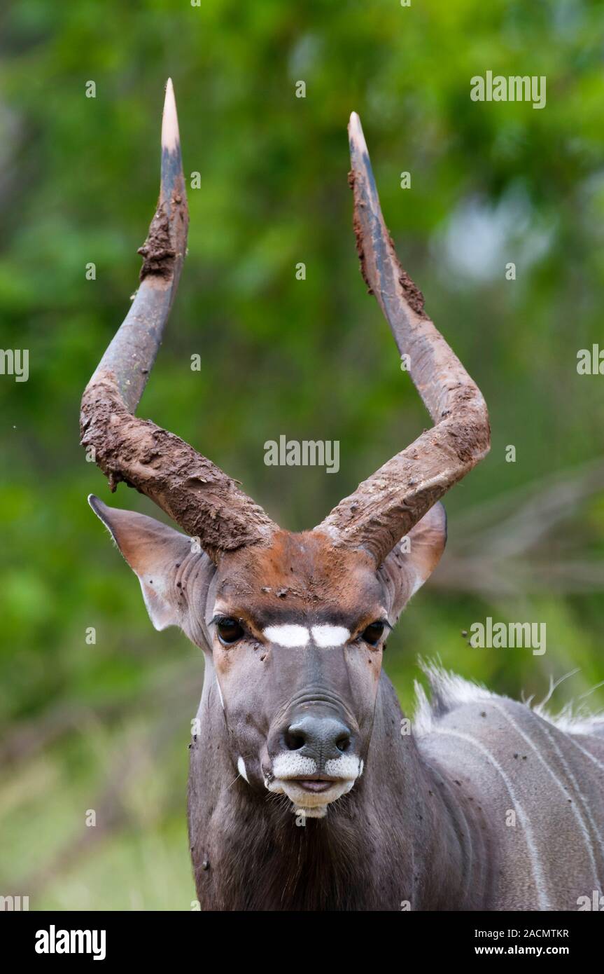 Nyala bull. Male nyala (Tragelaphus angasi) antelope. Nyala are ...