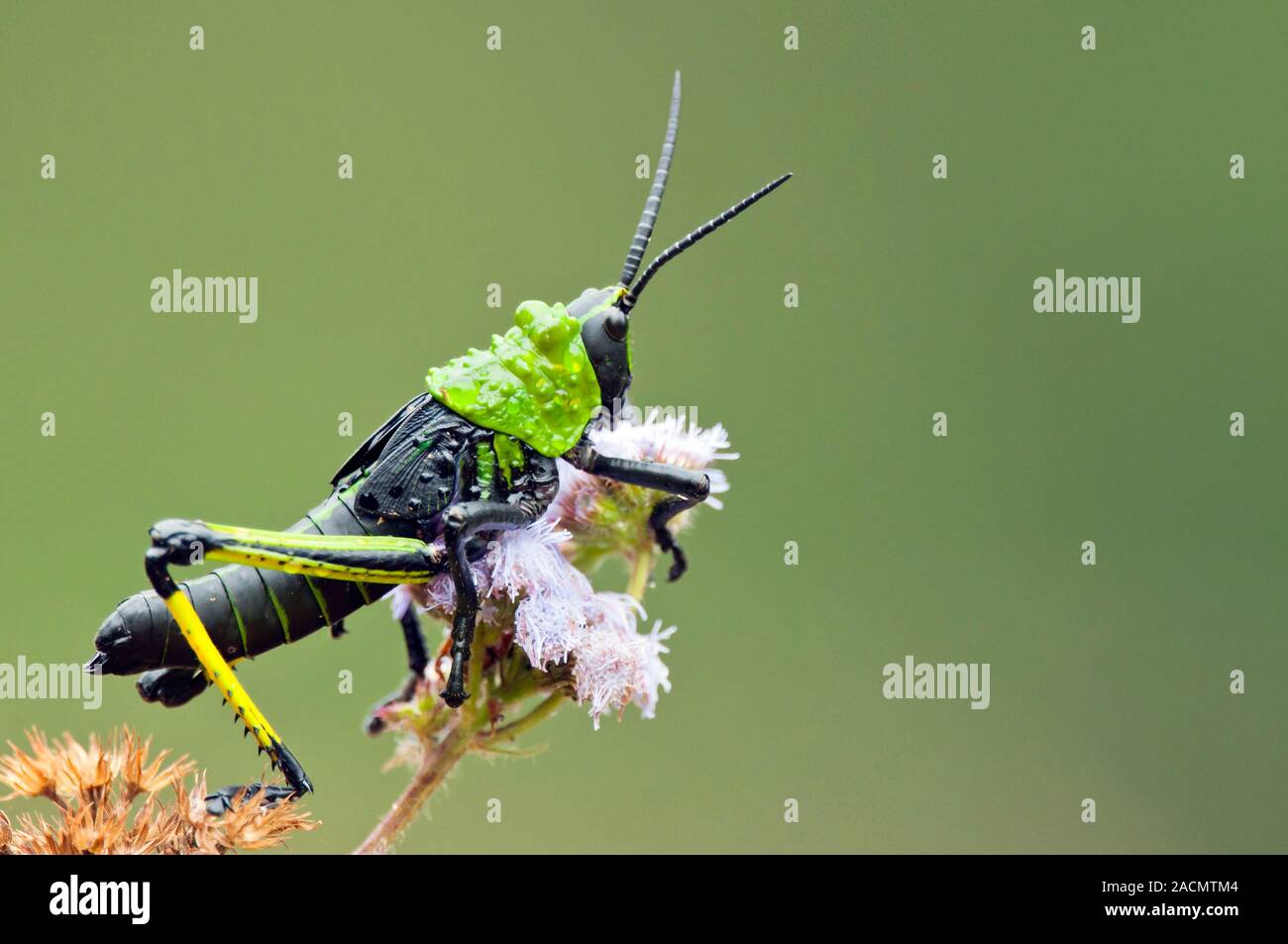 Green milkweed locust (Phymateus viridipes) in warning colouration ...