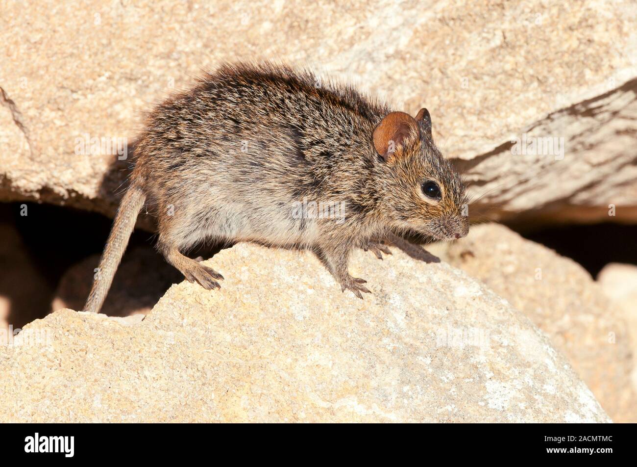 Four-striped grass mouse (Rhabdomys pumilio) on a rock. Photographed in ...