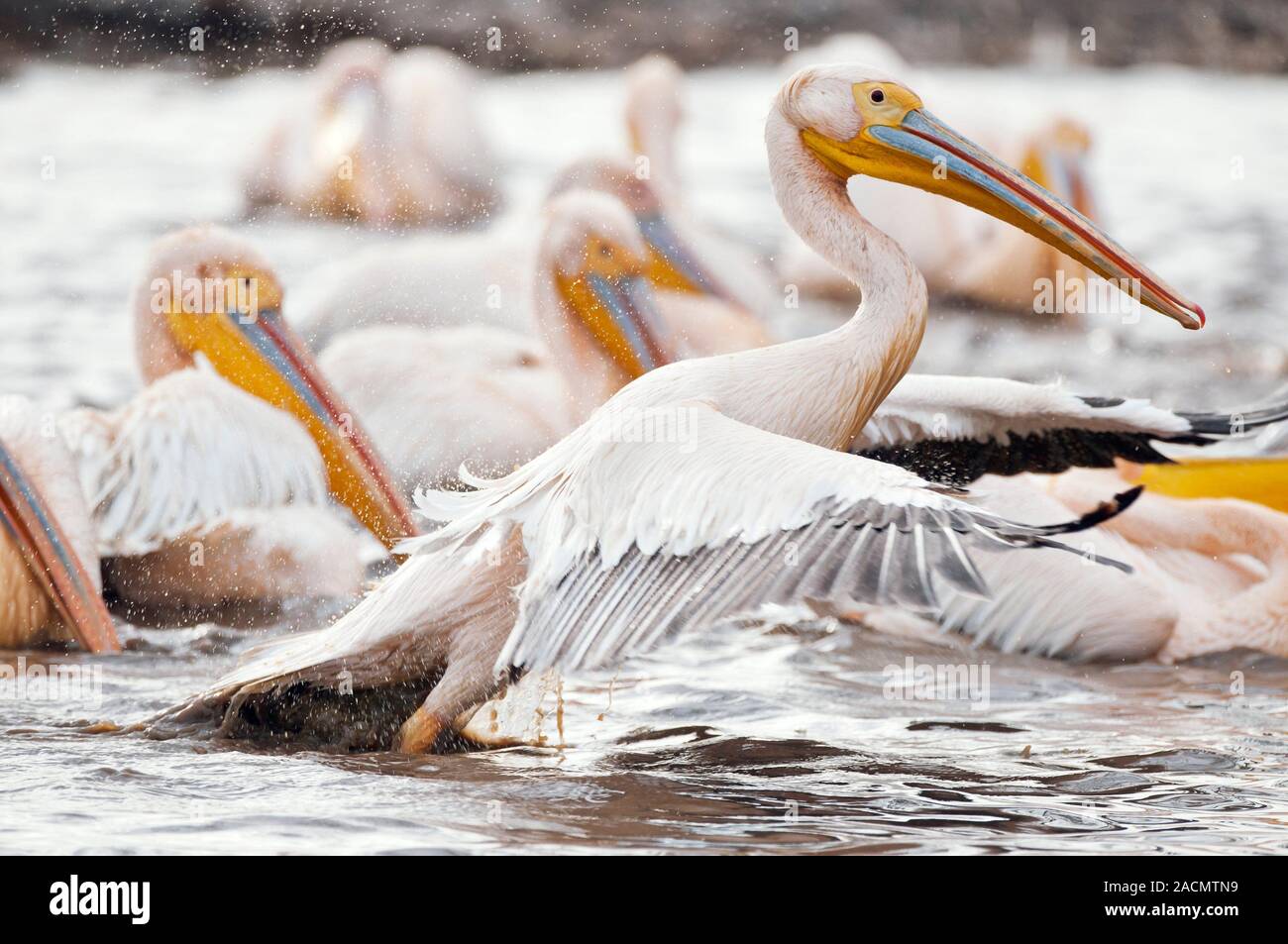 Great white pelicans. Flock of great white pelicans (Pelecanus ...