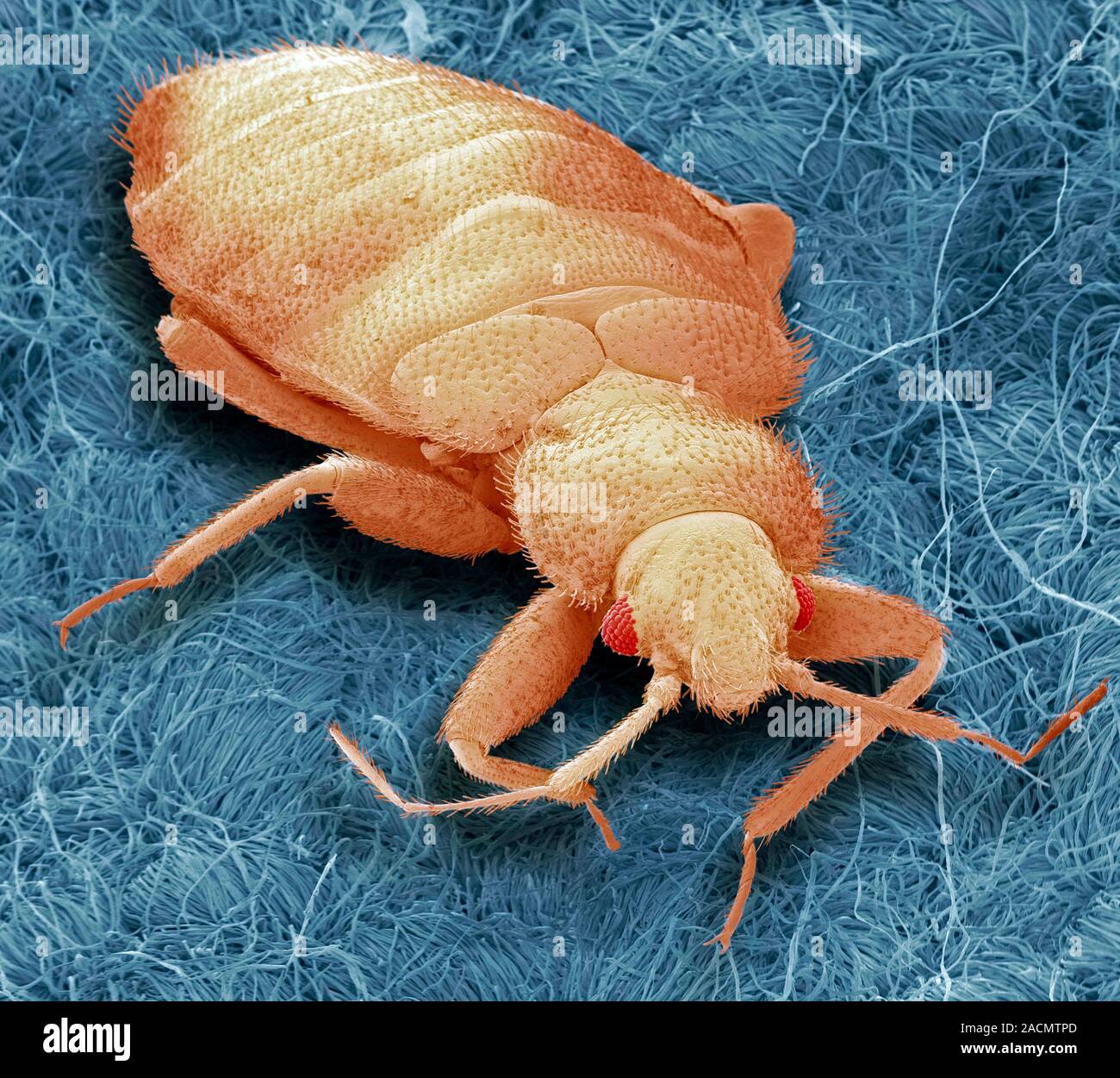 Bedbug. Coloured scanning electron micrograph (SEM) of a bedbug (Cimex ...