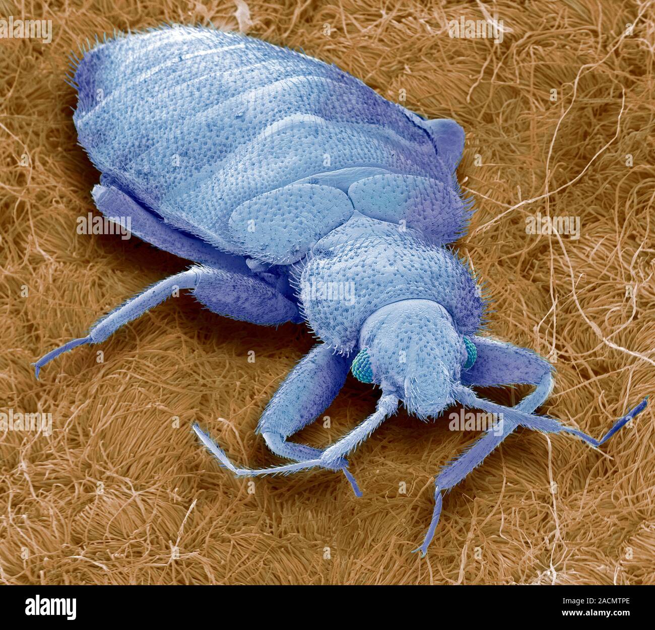 Bedbug. Coloured scanning electron micrograph (SEM) of a bedbug (Cimex ...