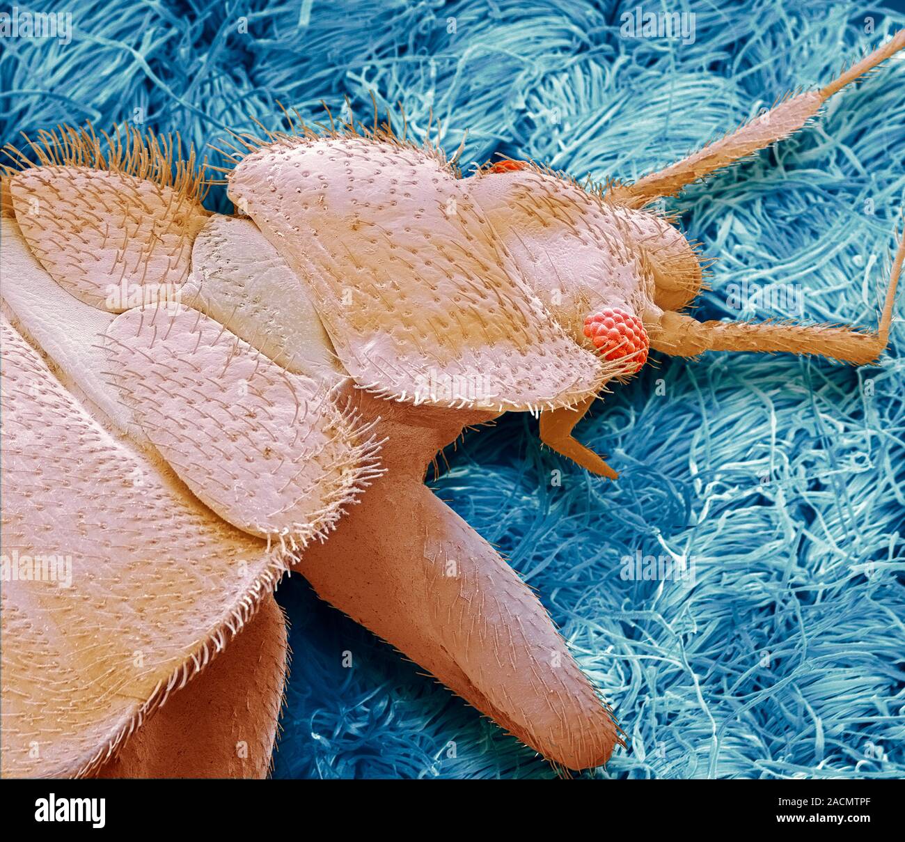 Bedbug. Coloured scanning electron micrograph (SEM) of a bedbug (Cimex ...