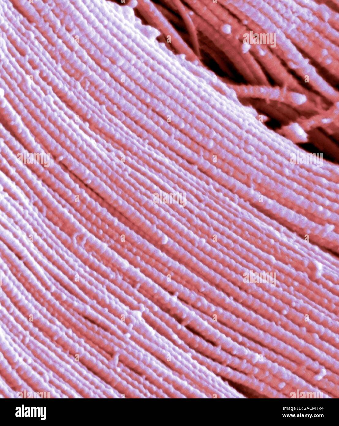 Collagen fibres. Coloured scanning electron micrograph (SEM) of ...