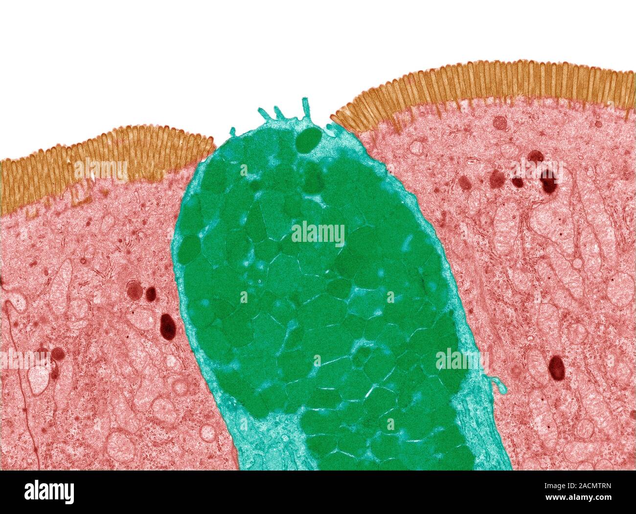 Goblet cell. Coloured transmission electron micrograph (TEM) of a ...