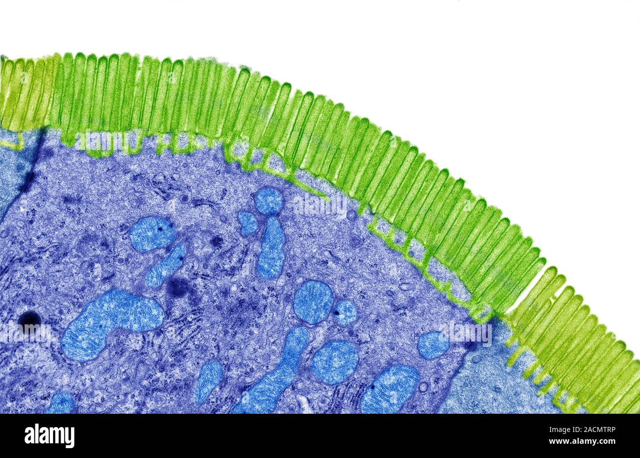 Intestinal microvilli. Transmission electron micrograph (TEM) of a ...