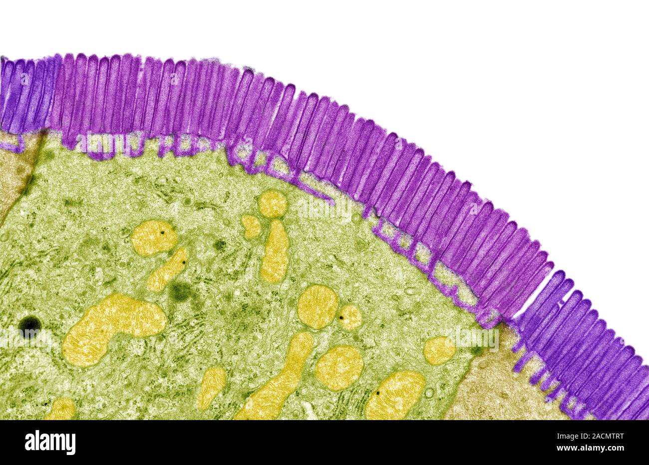 Intestinal microvilli. Transmission electron micrograph (TEM) of a ...