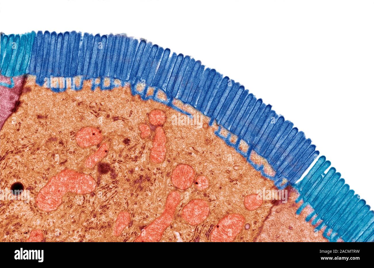 Intestinal microvilli. Transmission electron micrograph (TEM) of a ...