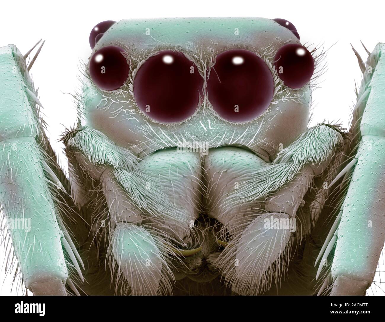 Jumping spider. Coloured scanning electron micrograph (SEM) of a ...