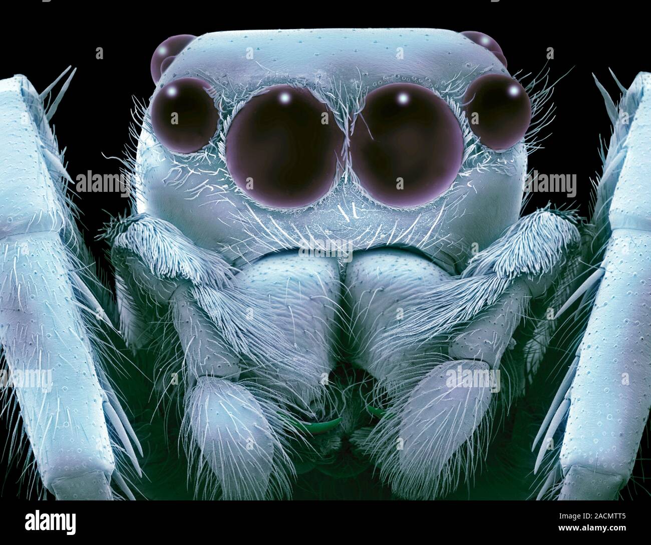 Jumping spider. Coloured scanning electron micrograph (SEM) of a ...
