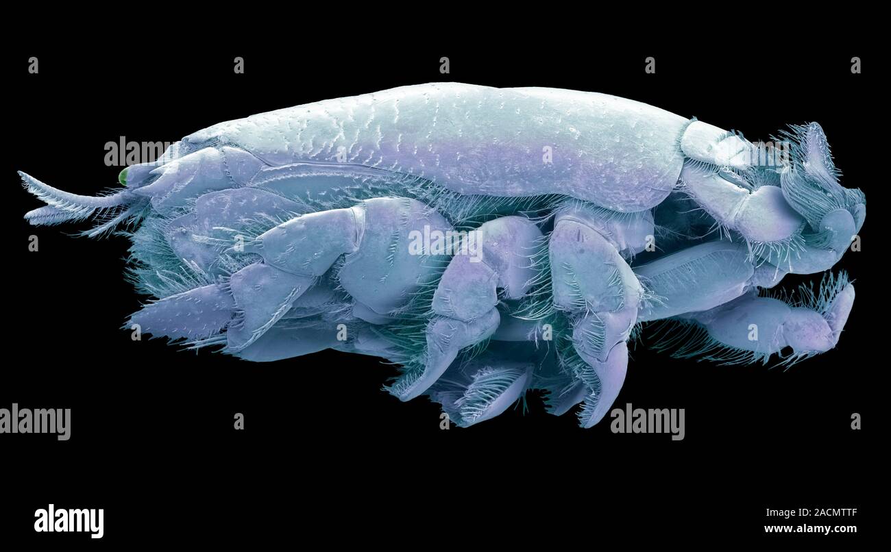 Mantis shrimp. Coloured scanning electron micrograph (SEM) of a mantis ...