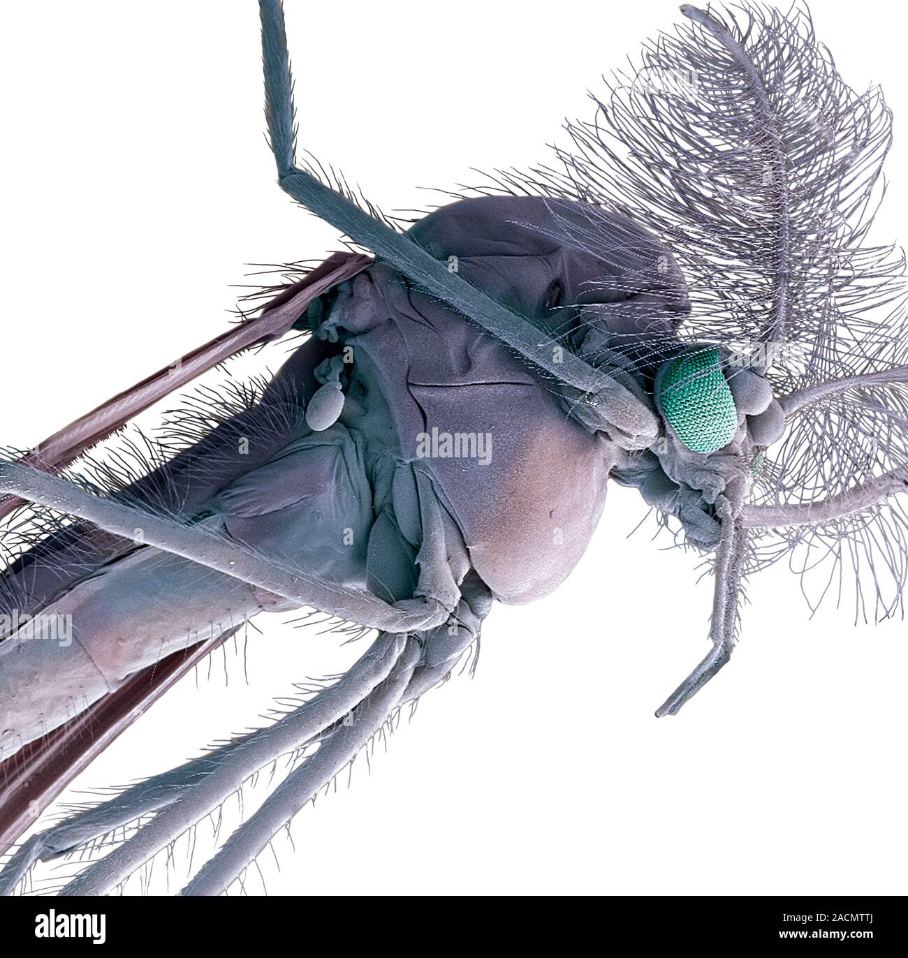 Midge. Coloured scanning electron micrograph (SEM) of a buzzer midge ...