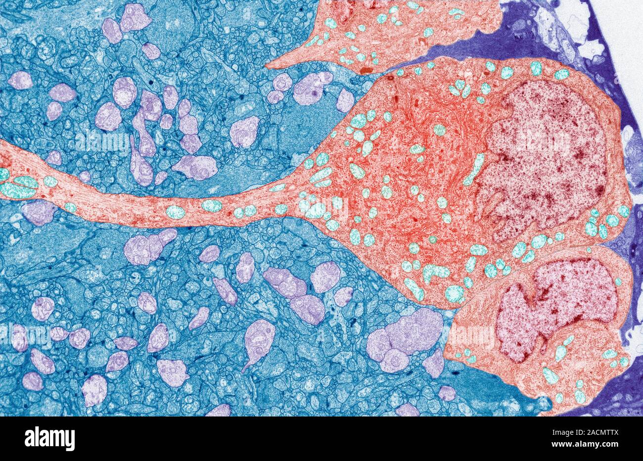 Retina nerve cell. Coloured transmission electron micrograph (TEM) of a ...