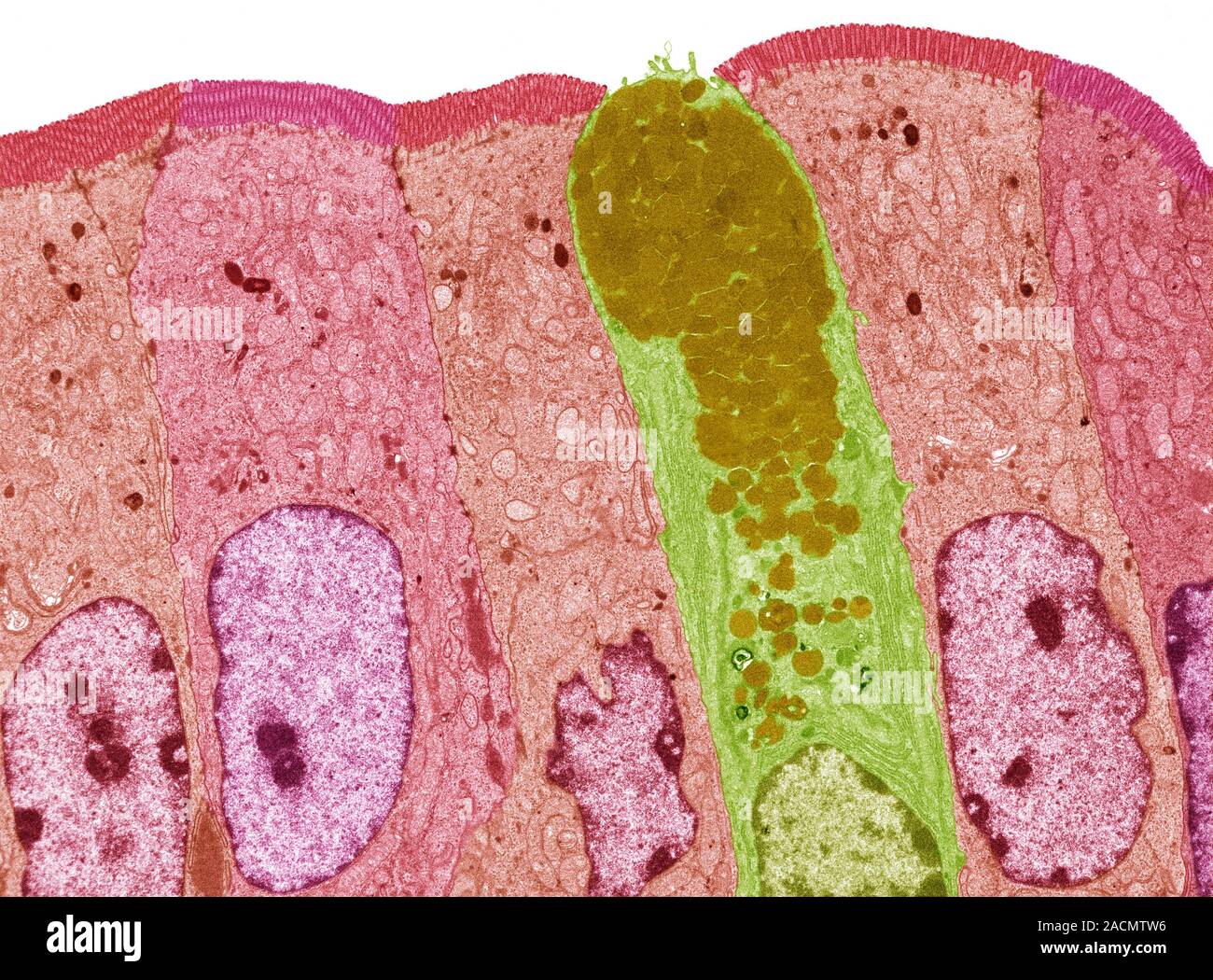 Intestinal lining. Transmission electron micrograph (TEM) of a section ...