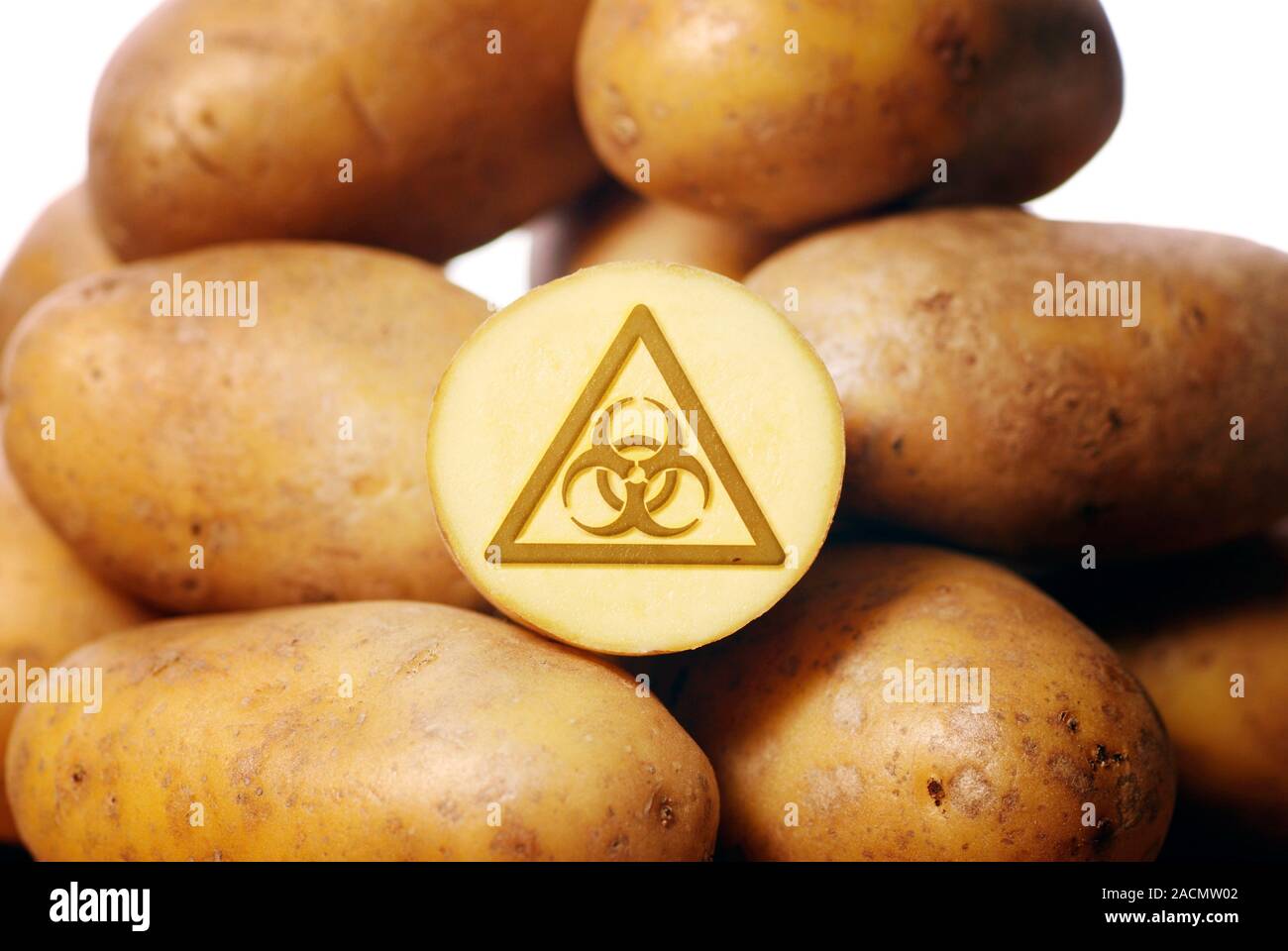 Genetically modified potatoes. Close-up of Amflora potatoes (Solanum tuberosum) with a biohazard ...