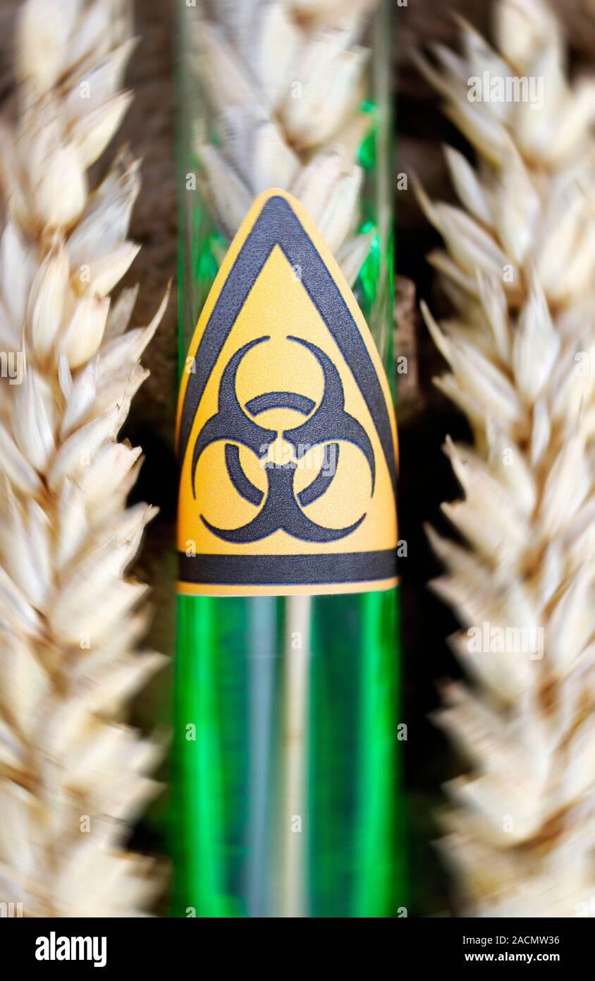 Dangers of genetically engineered crops, conceptual image. Close-up of ...