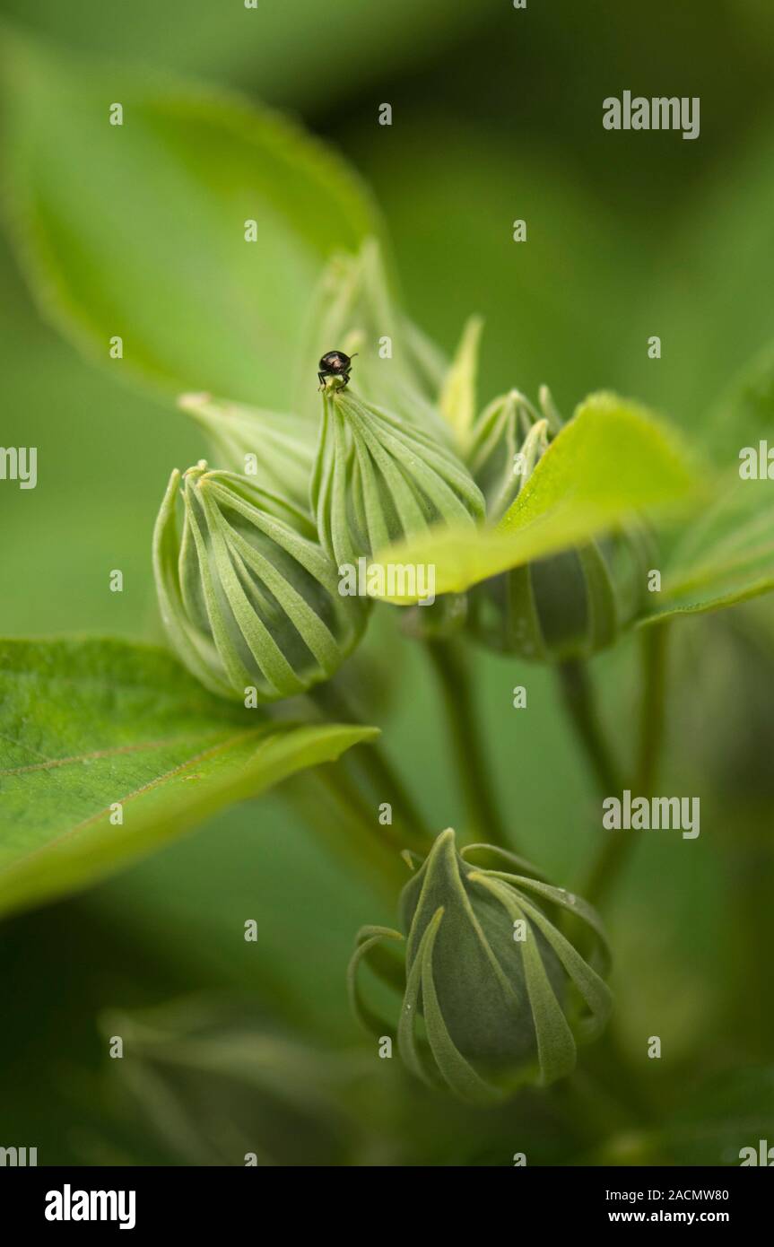 Hibiscus rosa-sinensis buds Stock Photo - Alamy
