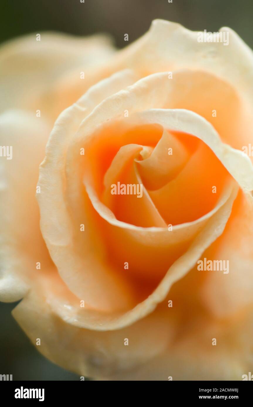 Rose (Rosa 'Lady Hillingdon') flowering in Summer Stock Photo - Alamy