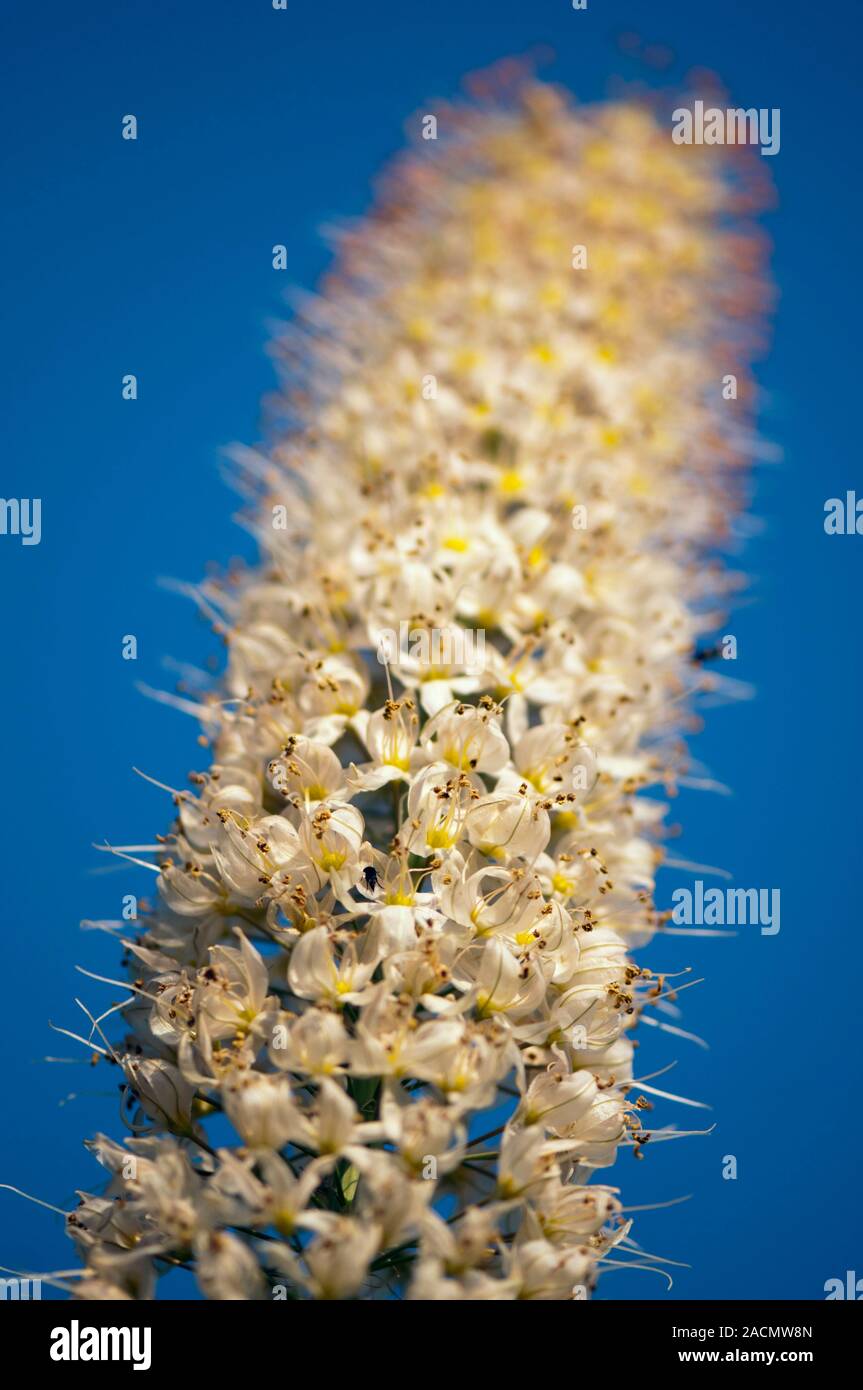 Foxtail Lily (Eremurus 'White Beauty') flowering in Summer Stock Photo ...