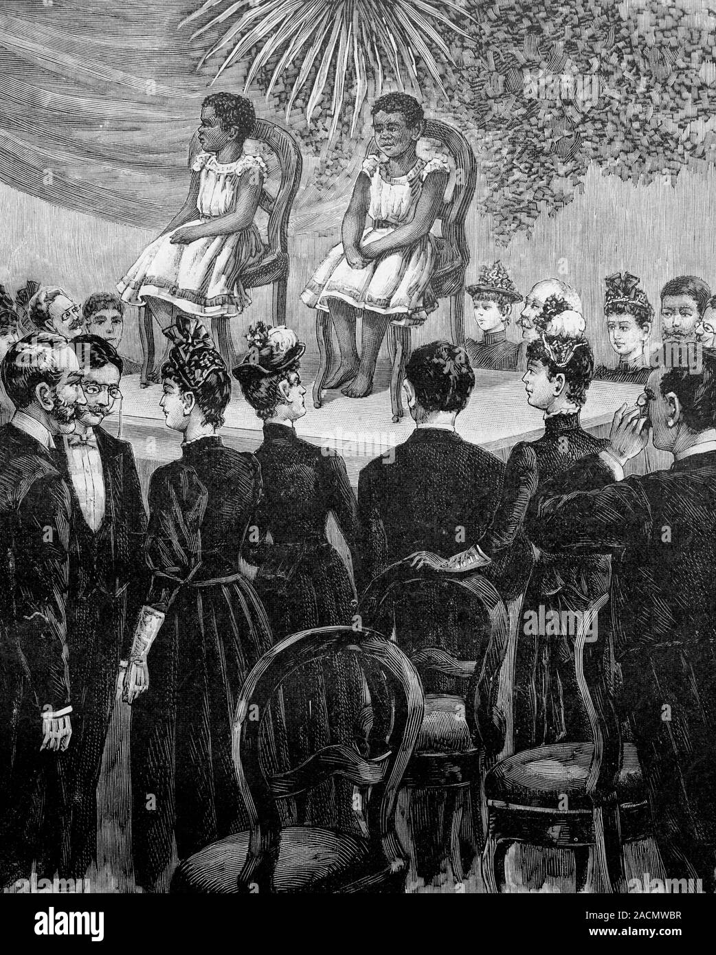 African pygmies. 19th-century artwork of two members of the Aka people ...