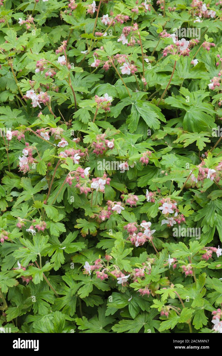 Geranium macrorrhizum 'Album' Stock Photo - Alamy