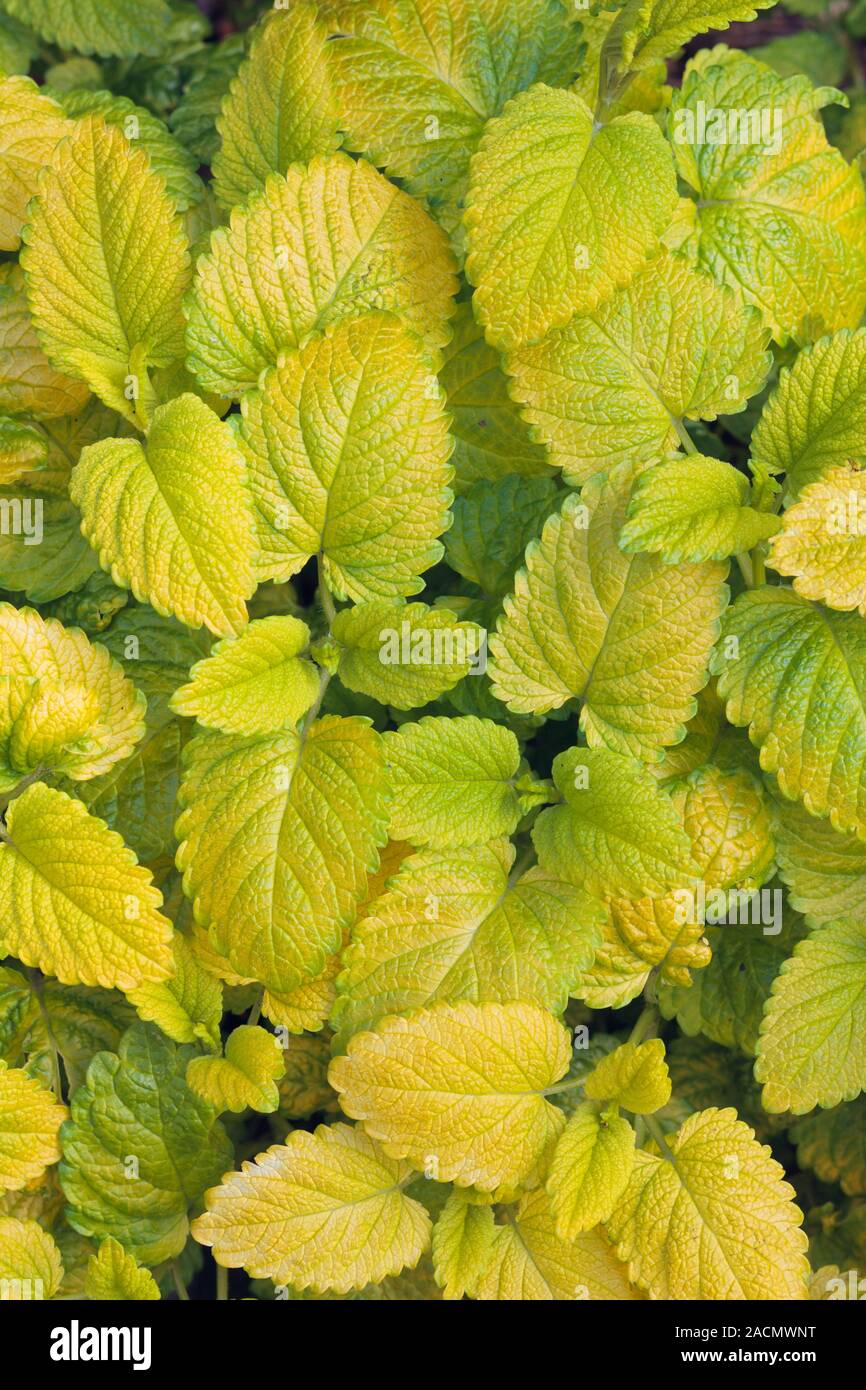Golden lemon balm (Melissa officinalis 'Aurea' Stock Photo - Alamy