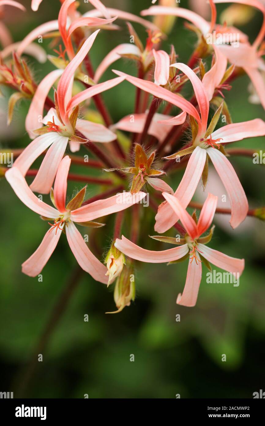 Pelargonium 'Bird Dancer' Stock Photo - Alamy