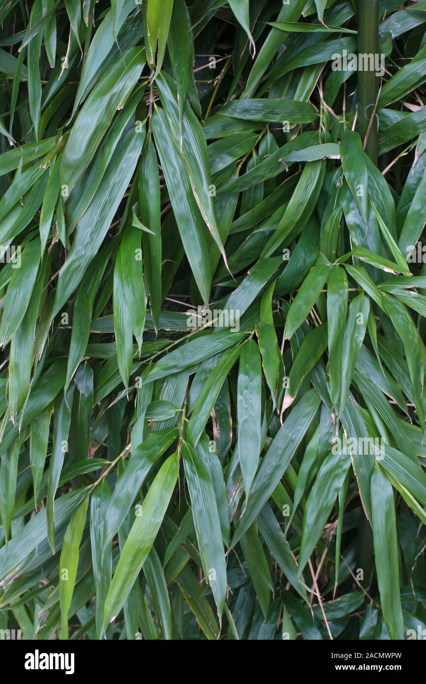 Temple bamboo (Semiarundinaria fastuosa Stock Photo - Alamy
