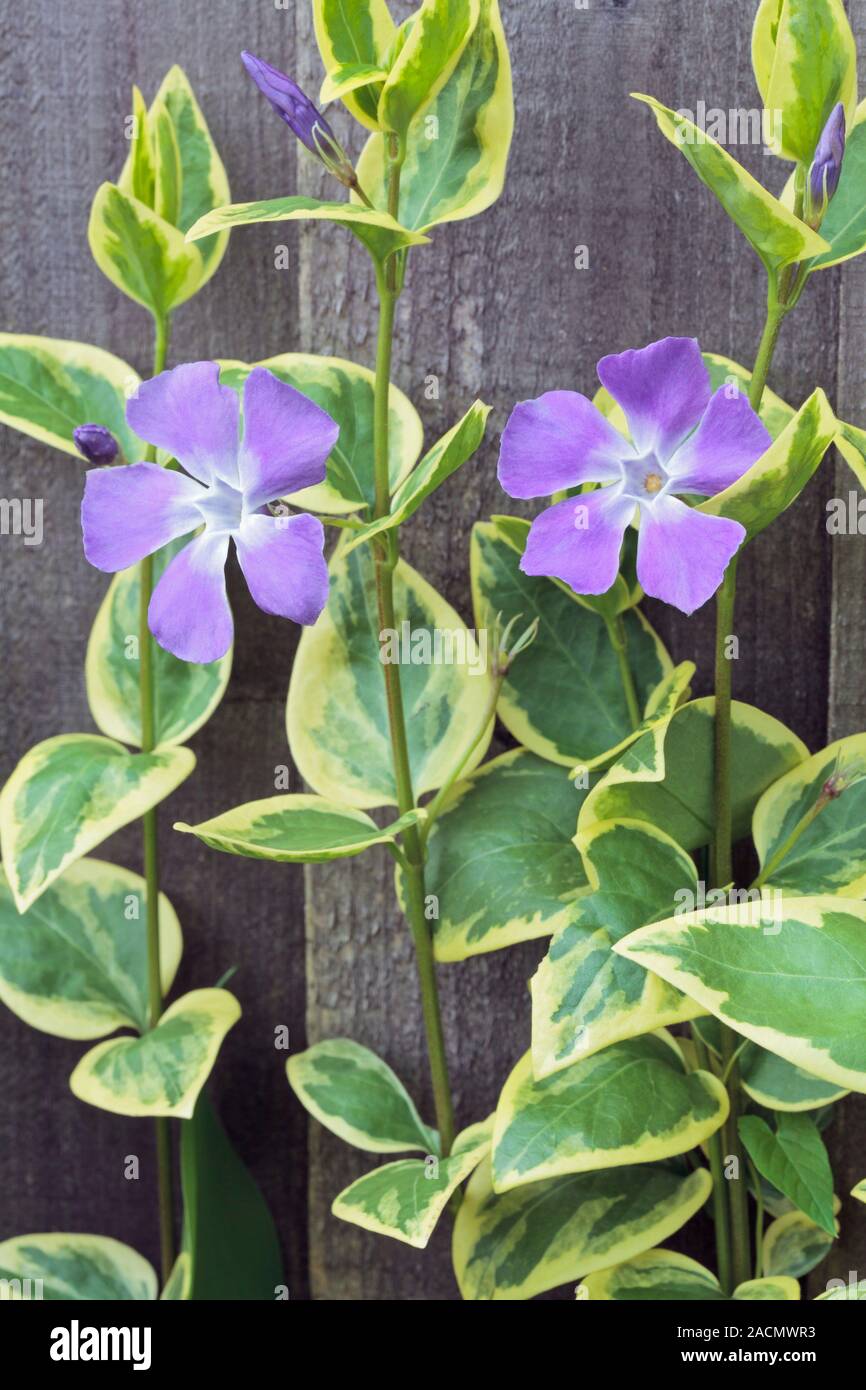 Vinca major 'Variegata' Stock Photo - Alamy
