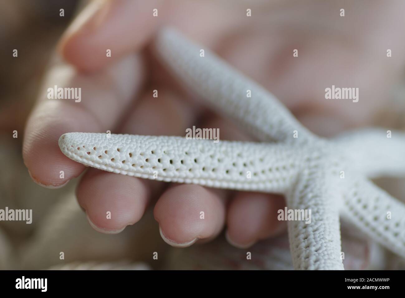 White Finger Starfish Stock Photo - Alamy