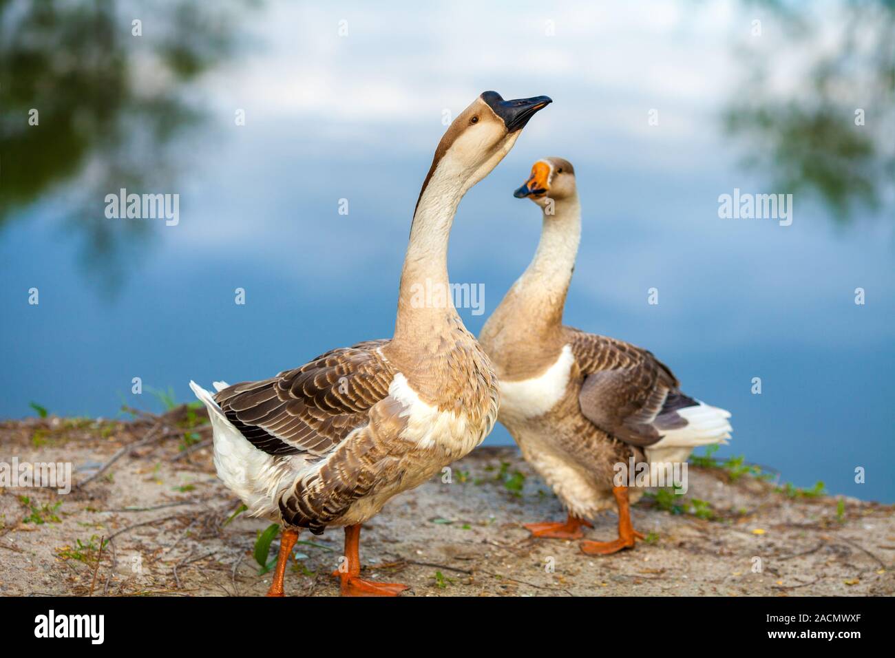 Two geese strolling along the lakeshore Stock Photo - Alamy