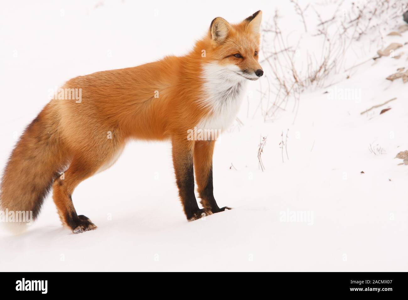 Wolf point hi-res stock photography and images - Alamy