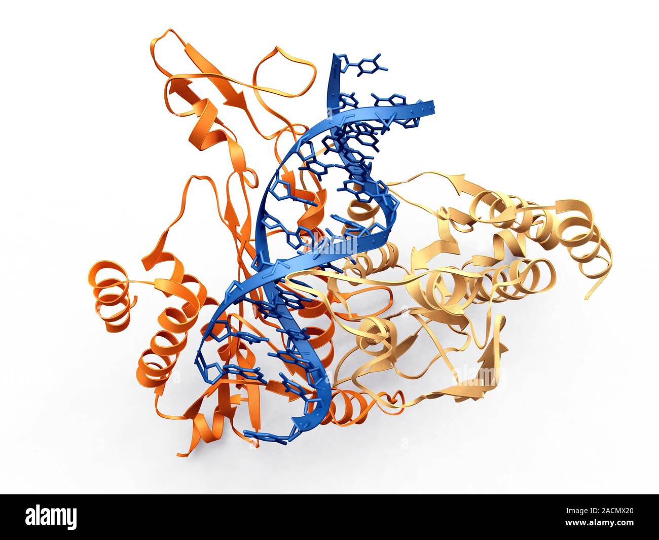 Restriction enzymes, sometimes called restriction endonucleases, are ...