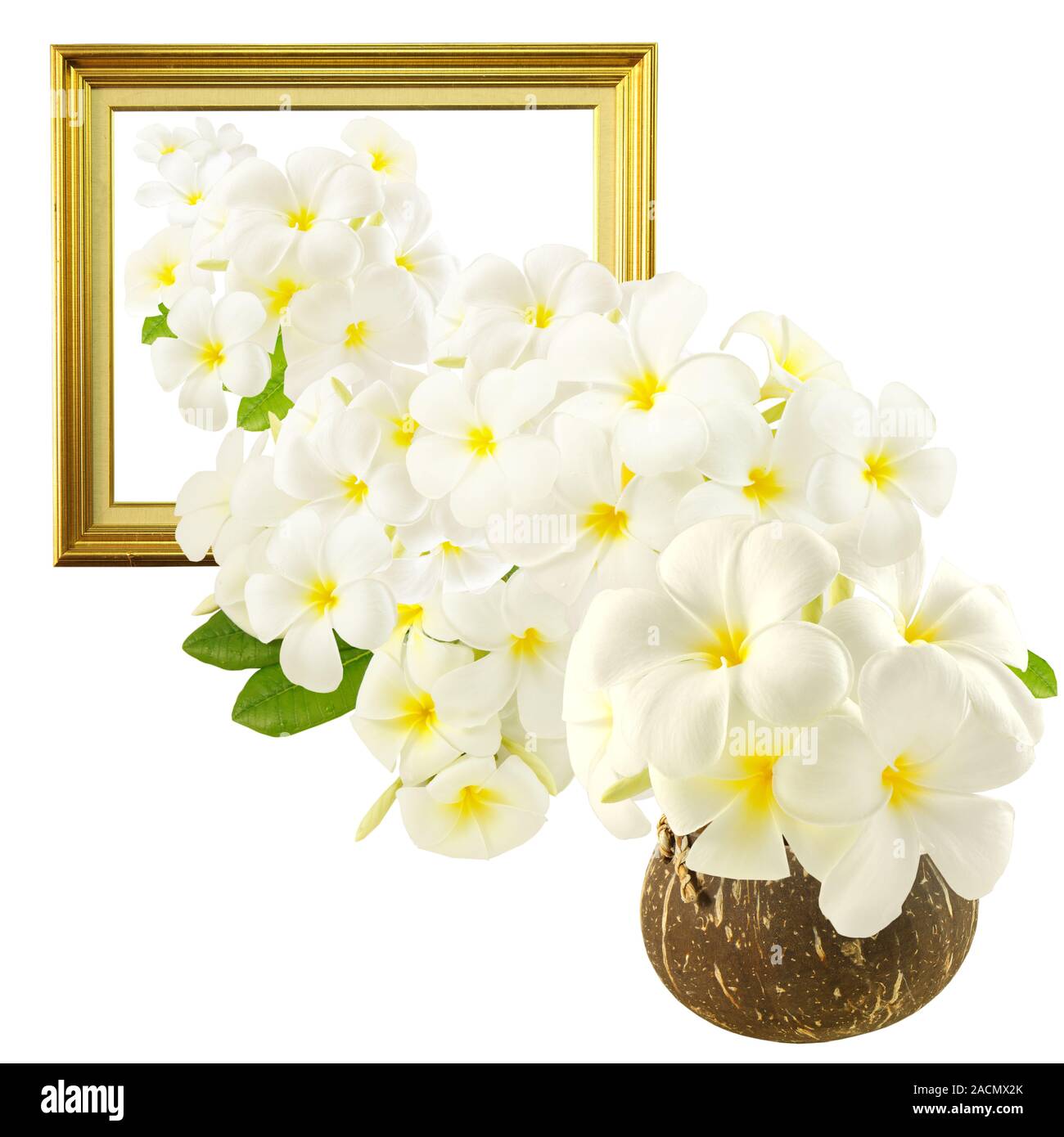 Bright pink frangipani flower Cut Out Stock Images & Pictures - Alamy