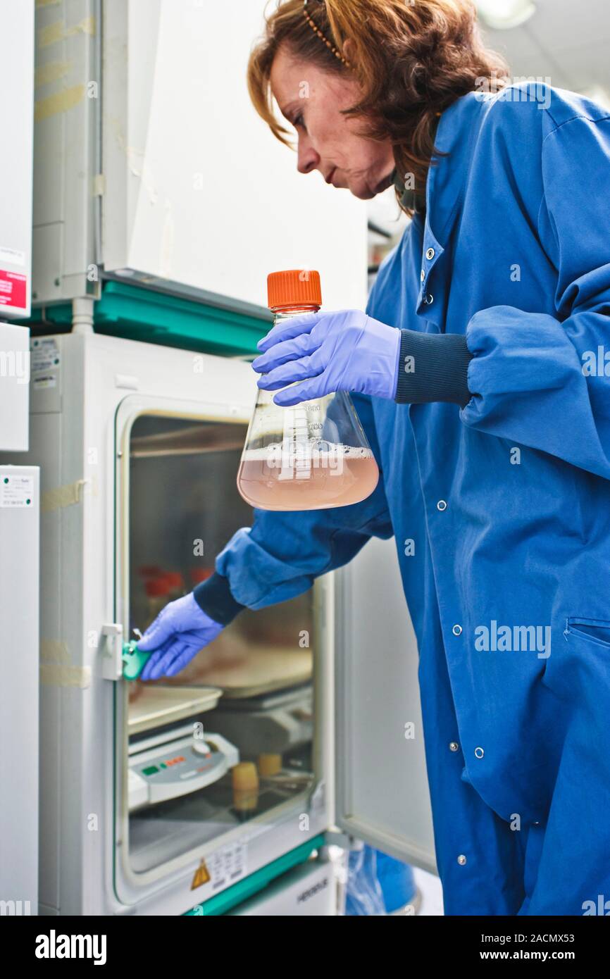 Protein research laboratory. Researcher placing a cell culture into an ...