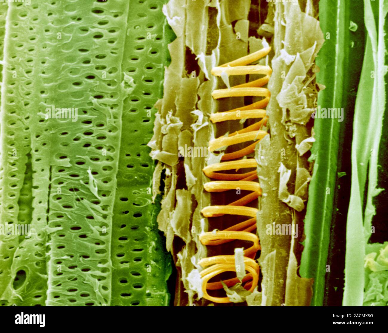Buttercup stem. Coloured scanning electron micrograph (SEM) of a ...