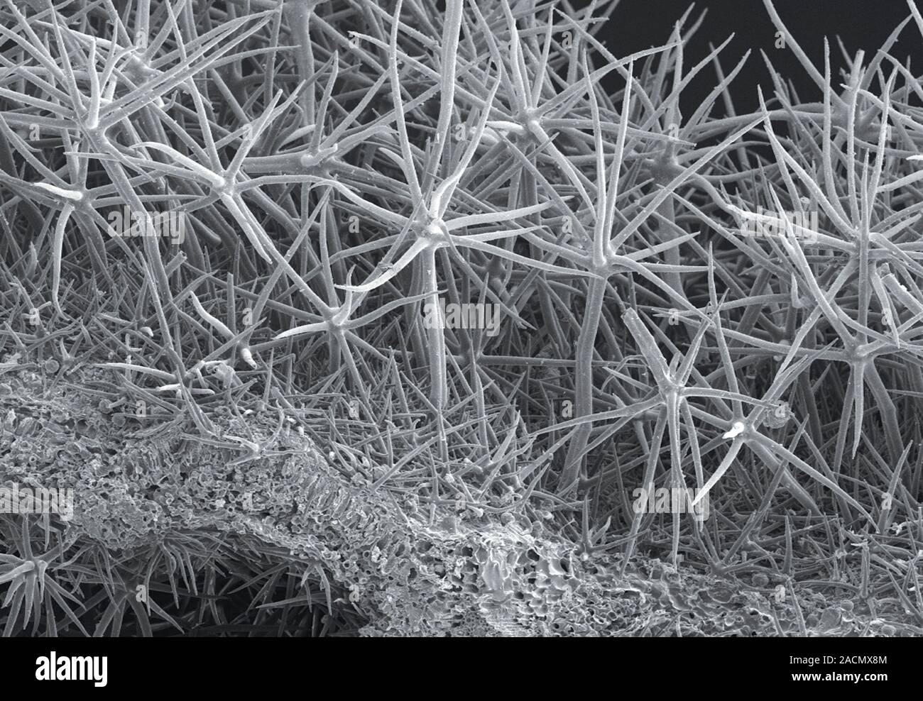 Phlomis leaf. Scanning electron micrograph (SEM) of a section through a ...