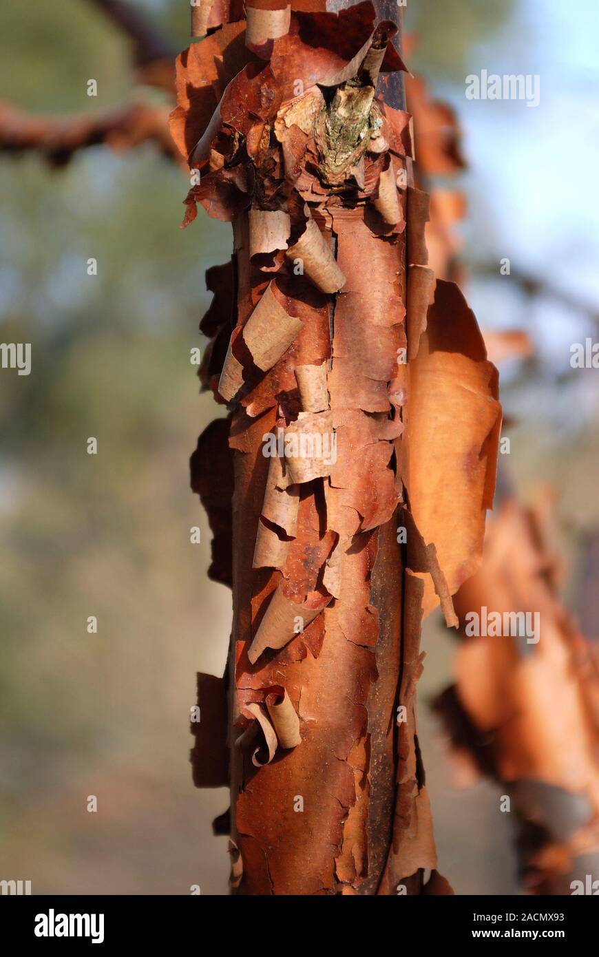Peeling bark on a Paperbark Maple (Acer griseum) trunk Stock Photo - Alamy