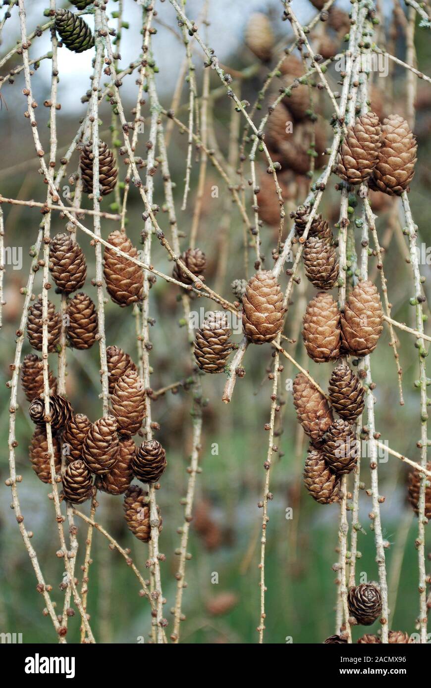 Larch (Larix sp.) cones Stock Photo - Alamy